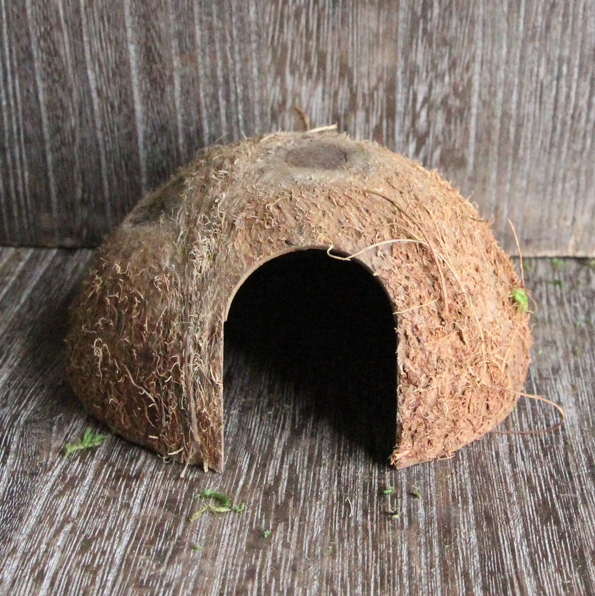 Half cut Coconut Hide| The Reptiles of Eden