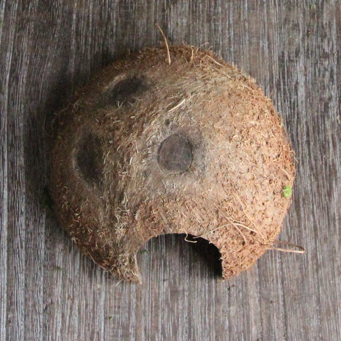 Half cut Coconut Hide| The Reptiles of Eden