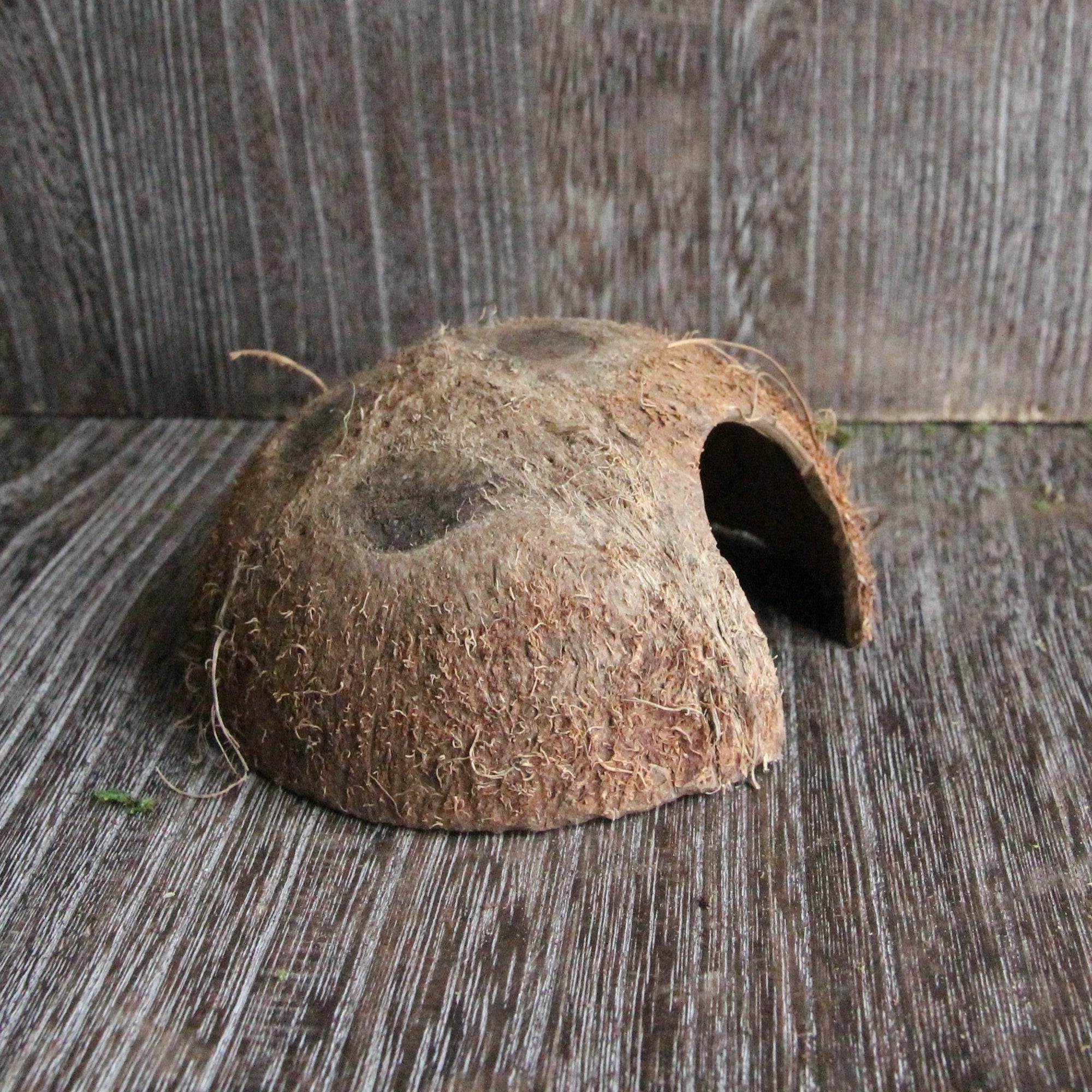 Half cut Coconut Hide| The Reptiles of Eden