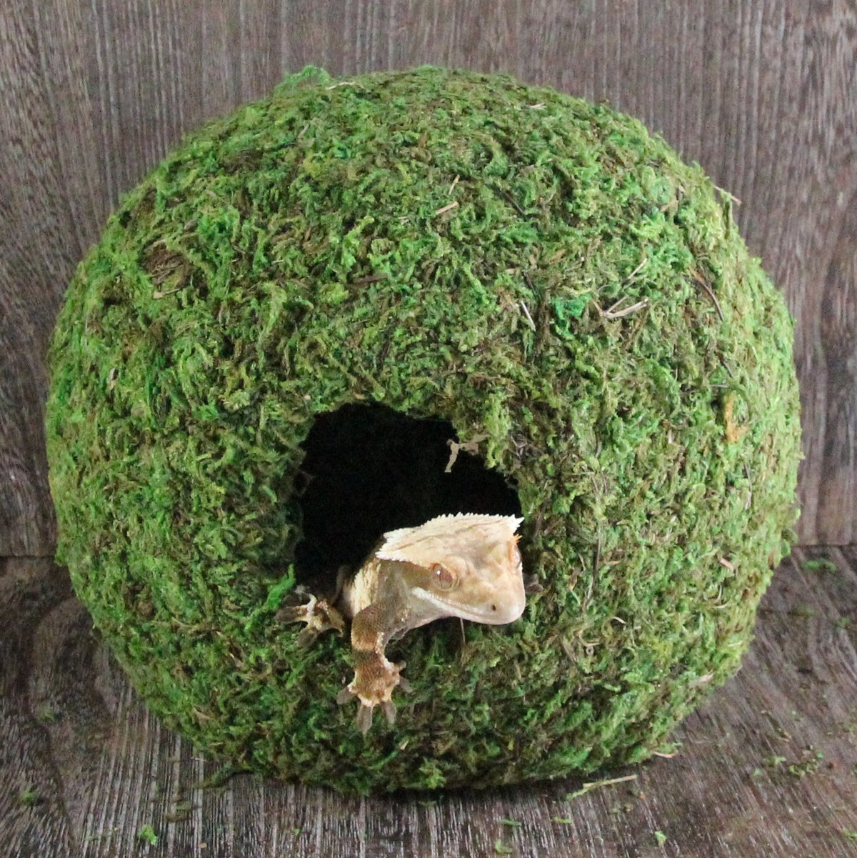 Mossy hide with holes| The Reptiles of Eden