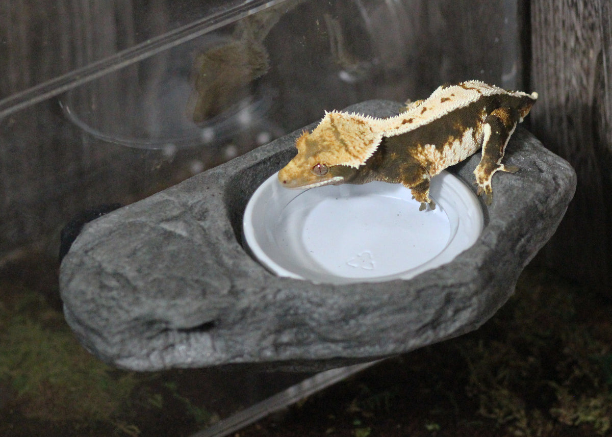 Elevated Worm Feeder Ledge| The Reptiles of Eden