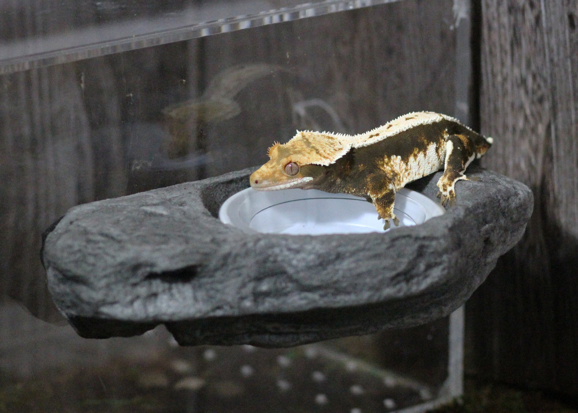 Elevated Worm Feeder Ledge| The Reptiles of Eden