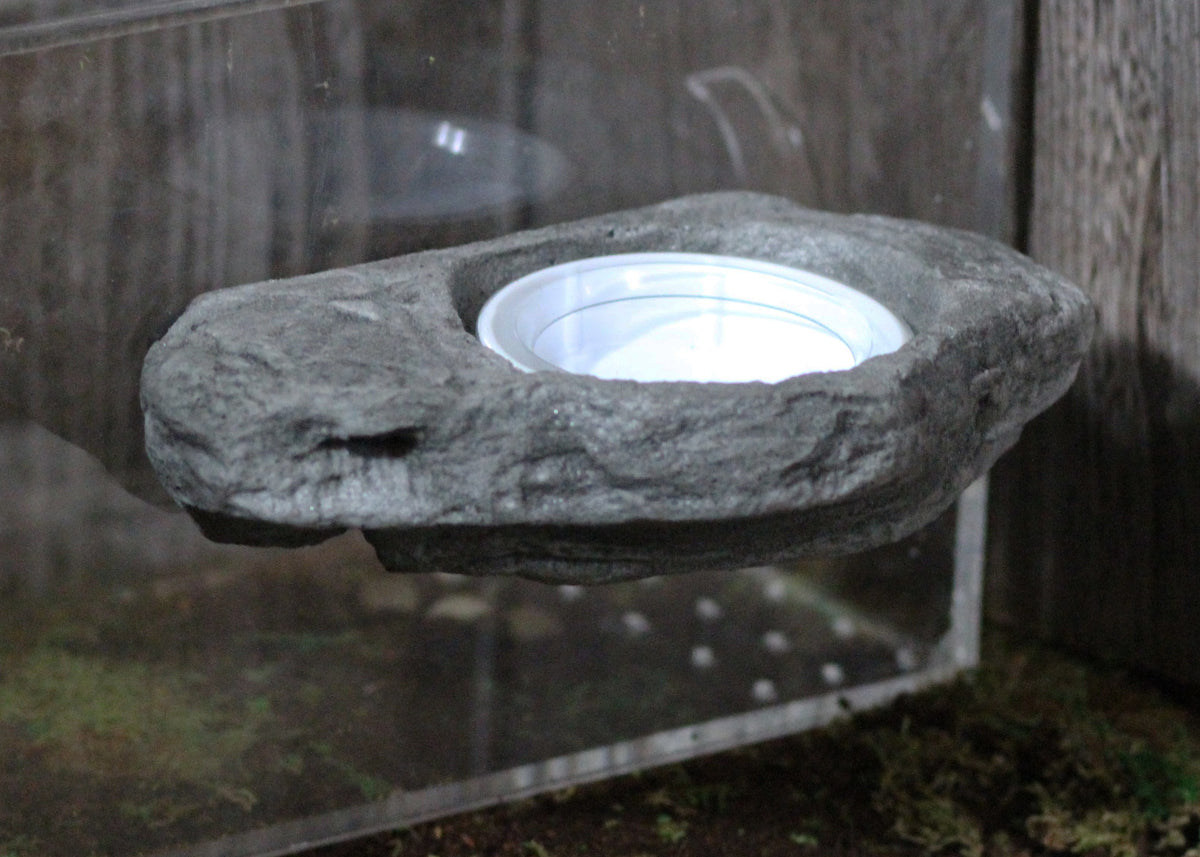 Elevated Worm Feeder Ledge| The Reptiles of Eden